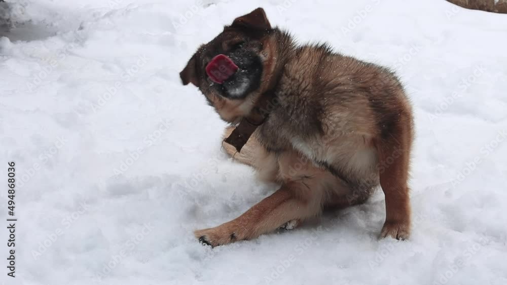 Puppy brown in the open air sitting in the snow carding wool. Parasites ...