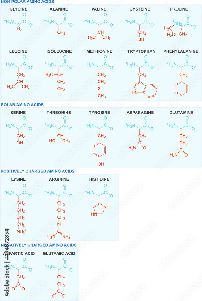 Vertical shot of chemical structures of the 20 amino acids classified ...