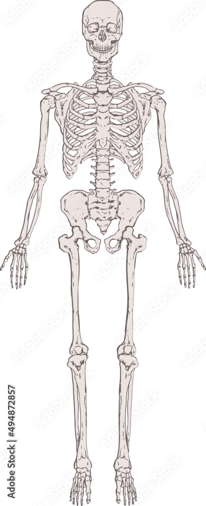Front View of Human Body Skeleton Hand Drawn Illustration Stock Vector ...