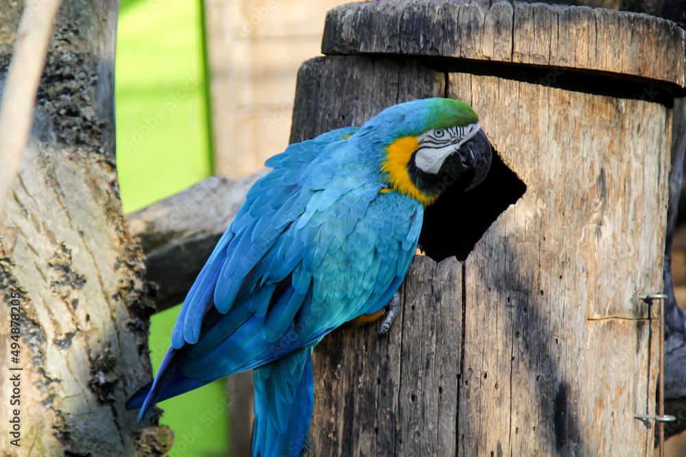 Foto de Ein blauer Ara sitzt an seinem Brutbaum in einer Voliere. do ...