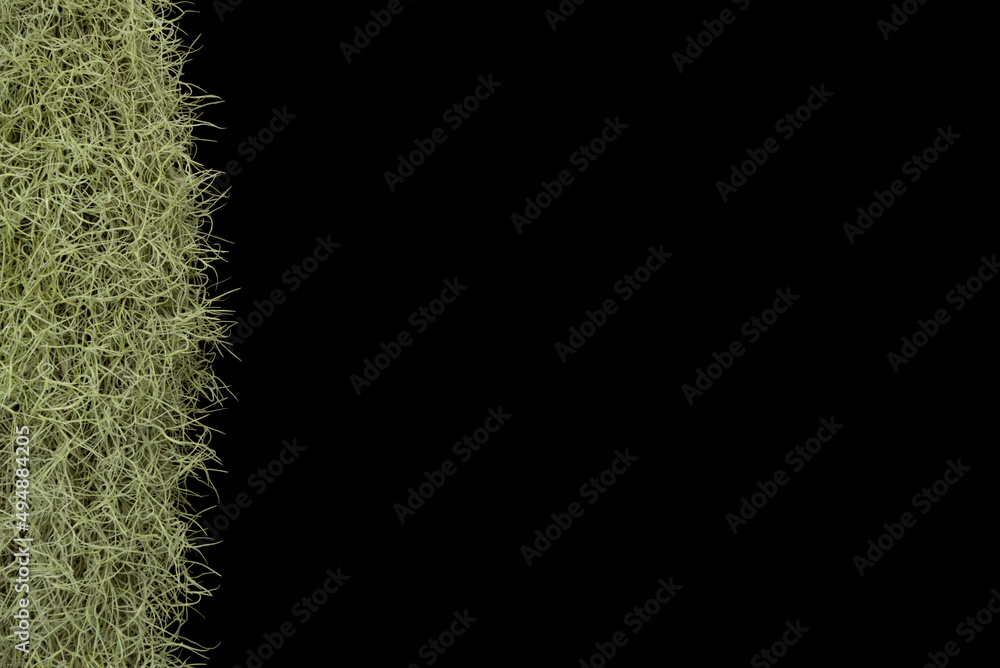 Moss Plant Slide