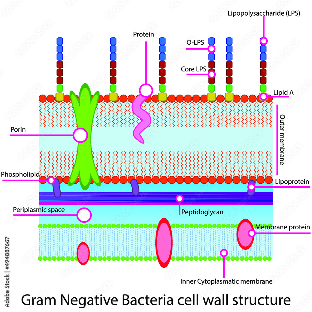 Gram negative cell wall structure diagram showing membrane, lipids ...