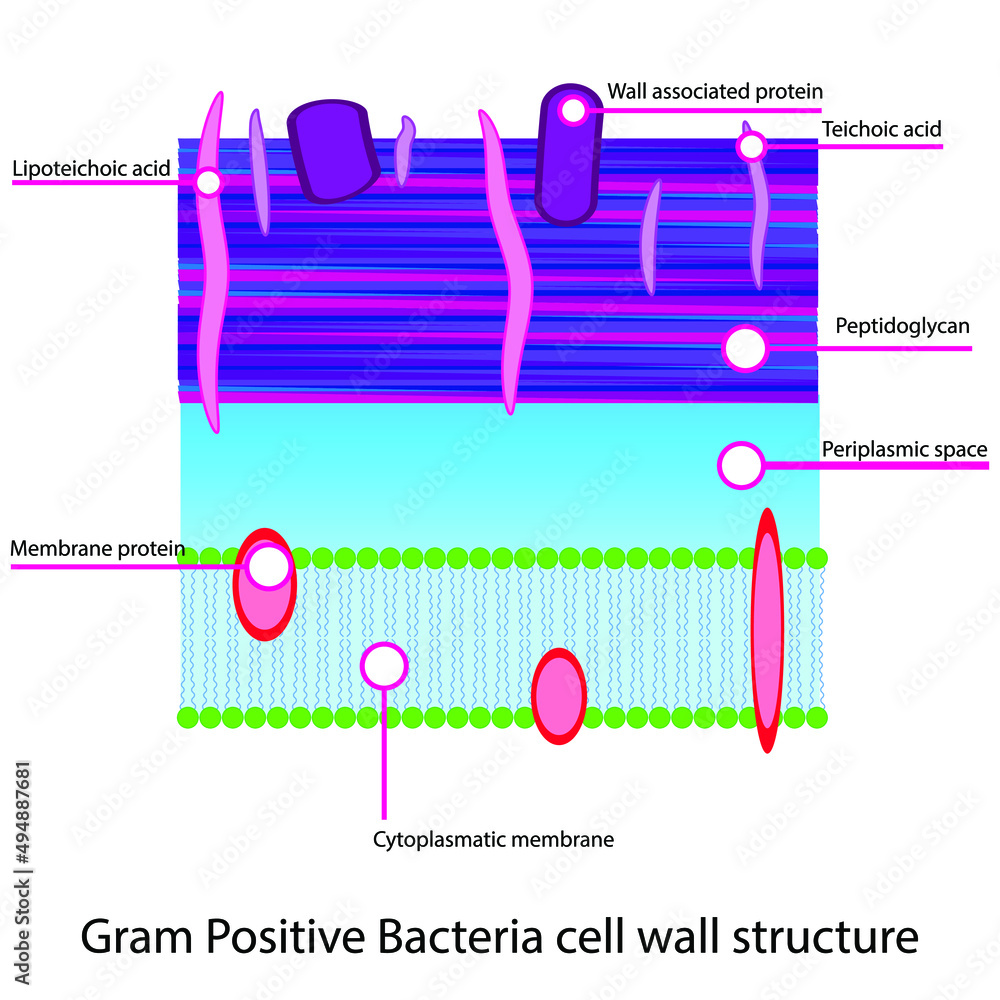 Gram positive cell wall structure diagram showing membrane, lipids, proteins, peptidoglycans for ...