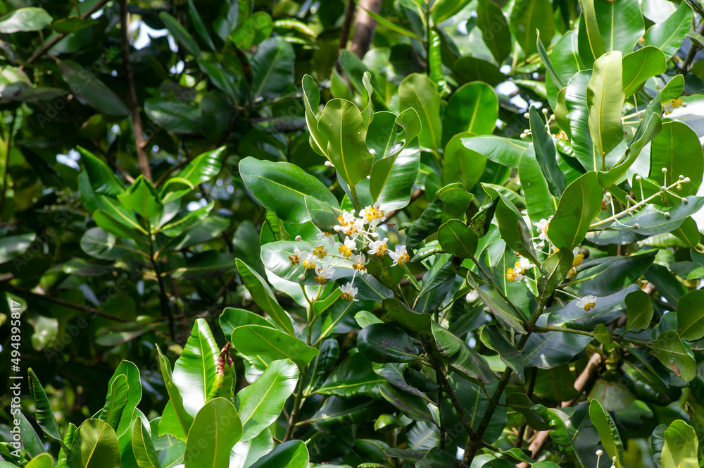 Calophyllum inophyllum flowers and leaves, a large evergreen plant ...