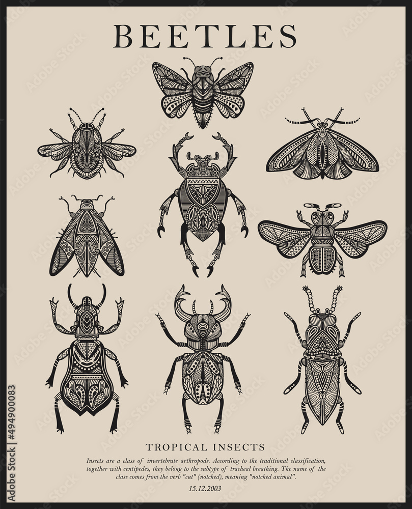 Big collection of vector insect sketches with patterns. beetles and ...