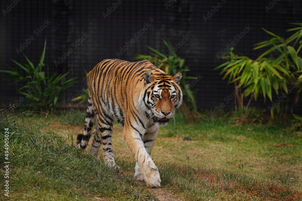 Majestic tiger walking on a zoo habitat Stock Photo | Adobe Stock
