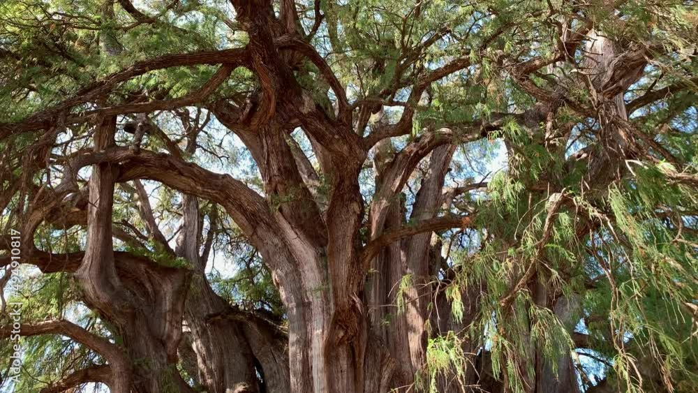 Beautiful Large Branches and Green Leaves of The Largest Tree in the ...