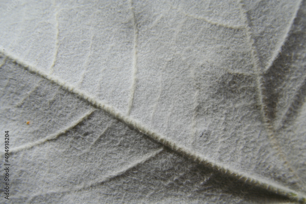 Hoja del àrbol Àlamo blanco con pelusa en la parte trasera de color ... Hoja del àrbol Àlamo blanco con pelusa en la parte trasera de color ...