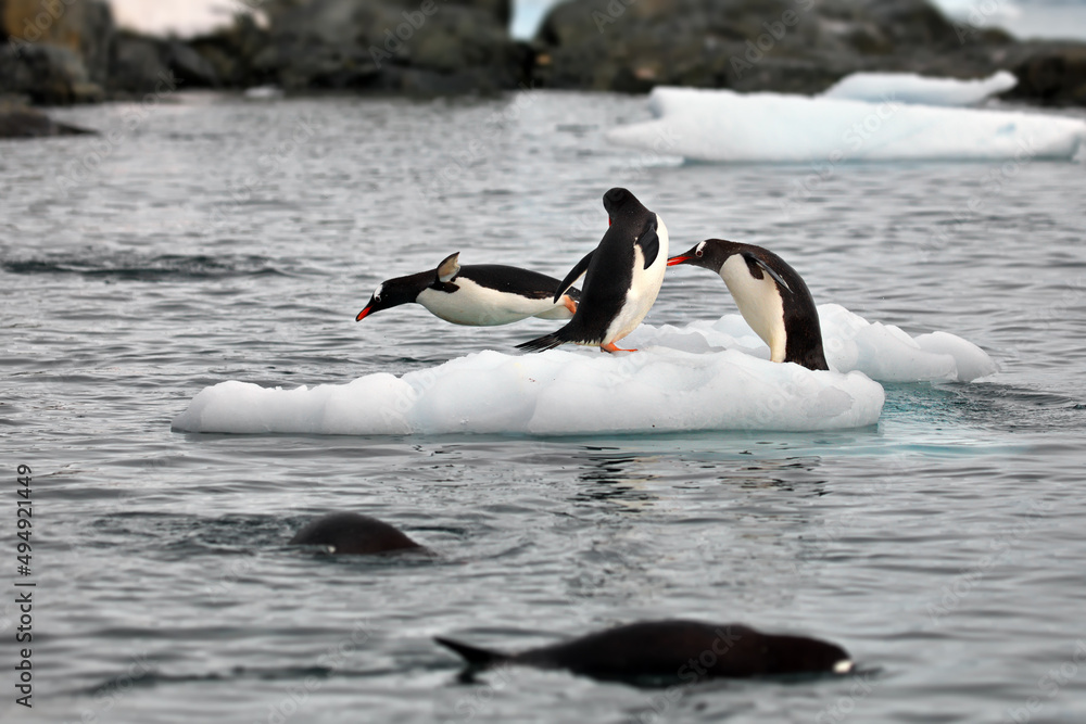 Adult penguins jumping into the water and swimming in Antarctica Stock ...