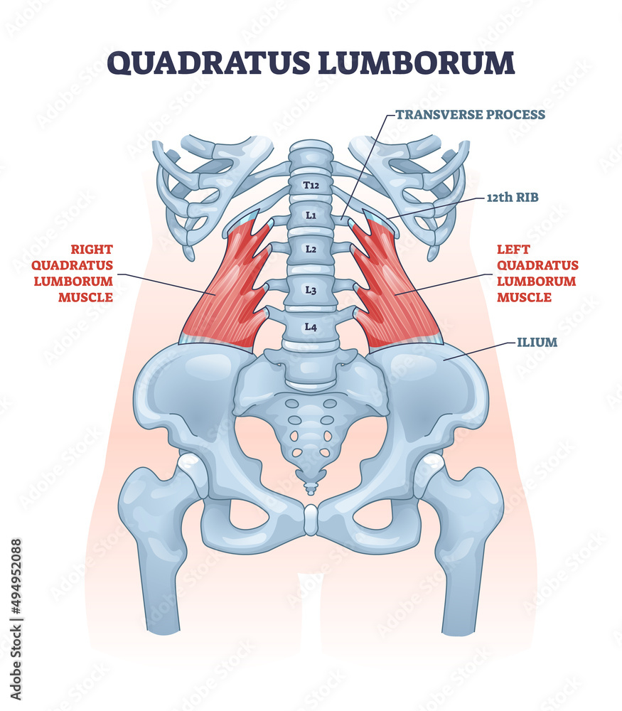 Quadratus lumborum muscle or QL for strong and healthy spine outline ...