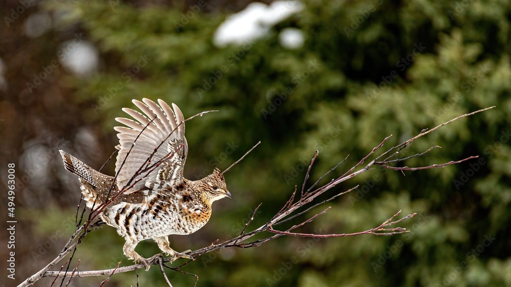 Female ruffed grouse (Bonasa umbellus) flapping its wings on a small ...