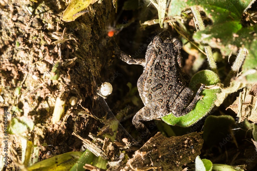 Sapo, Sapo-Bufus (Bufo marinus). Sapo pequeno com pintas pretas e ...