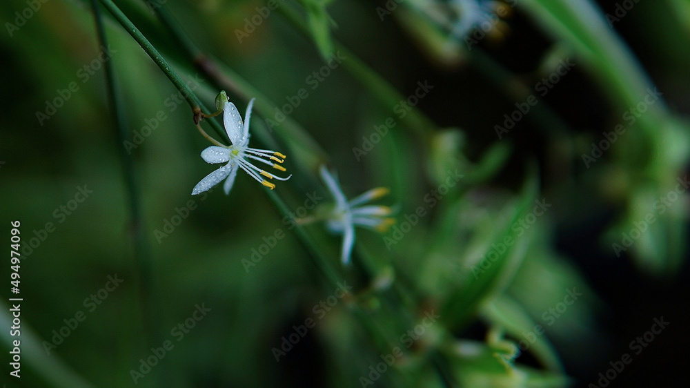 Closeup of Chlorophytum comosum, called spider plant, also known as ...