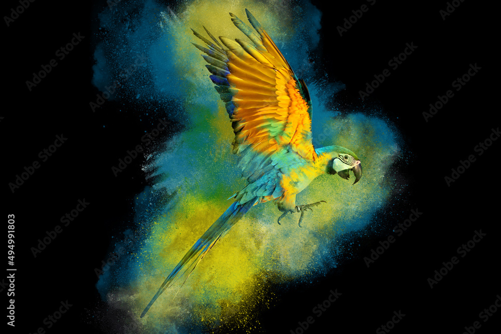 Colorful powder explosion with Macaw parrot flying isolated on black ...