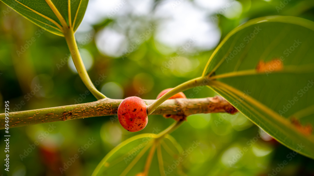 Foto de banyan fruit, Ficus benghalensis, commonly known as the banyan ...