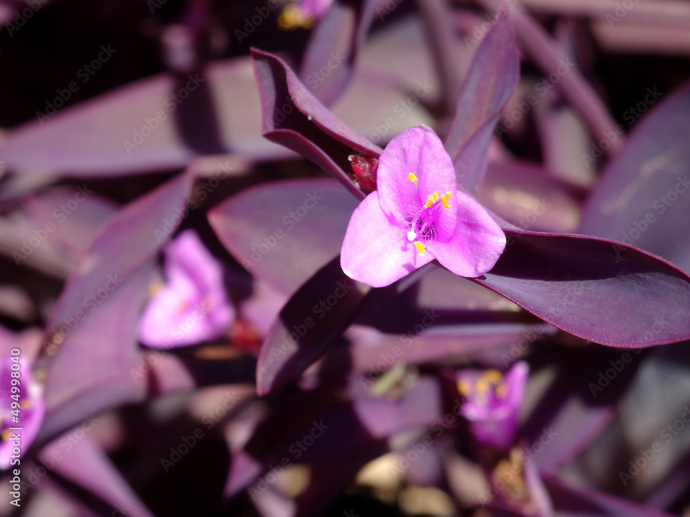 Purple heart plant known also as purple secretia and purple queen ...