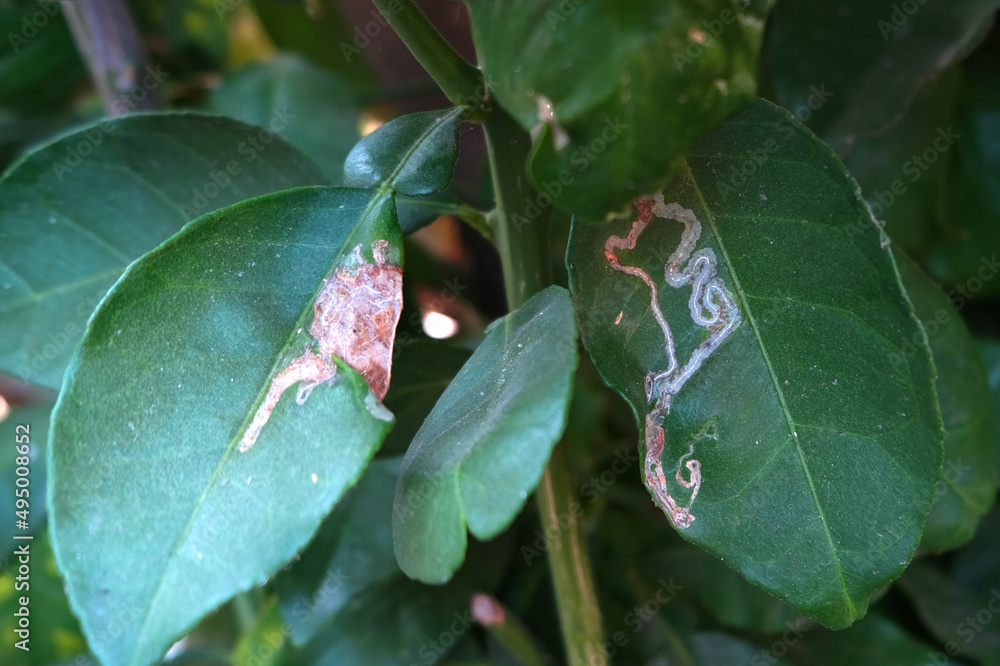 Diseases in citrus trees. leaf curl disease. Fungal, Aphids on the lemon leaves. Stock Photo ...