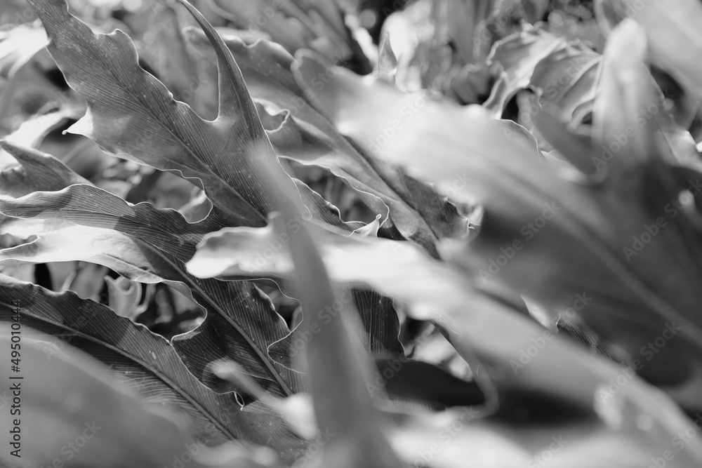 Tropical giant leaf of Tree Philodendron ( Thaumatophyllum ...