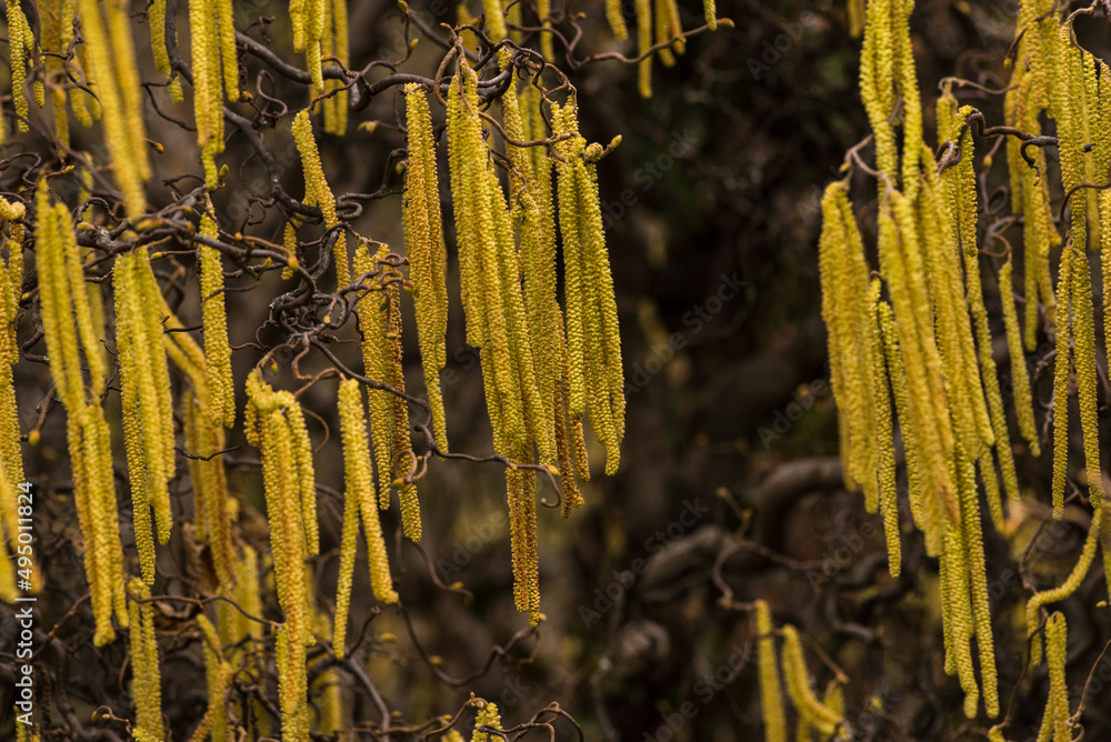 Corylus americana- the American hazelnut[1] or American hazel,[2] is a ...