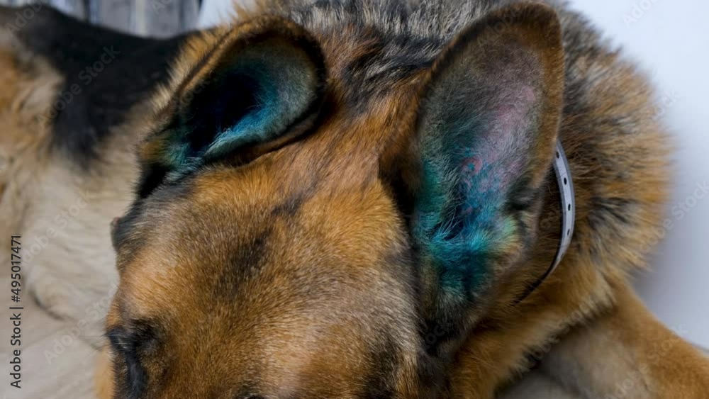 Diseases of ears in animals. German Shepherd dog close-up with green ...