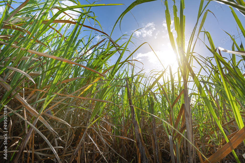 Sugar cane fileds plantation Stock Photo | Adobe Stock