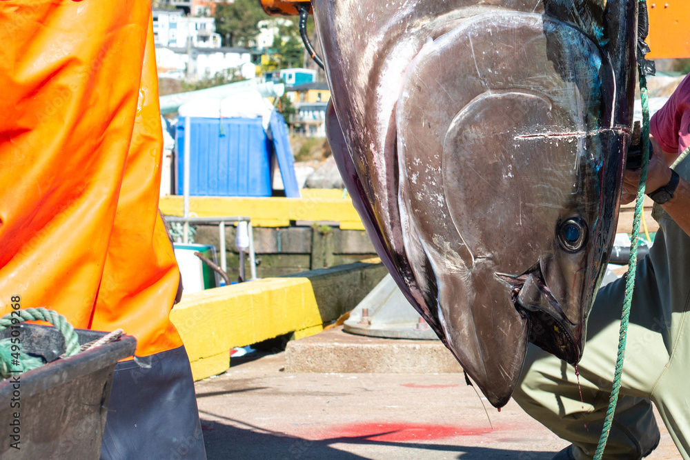 A large fresh catch of Atlantic bluefin tuna hangs ikejime style for ...
