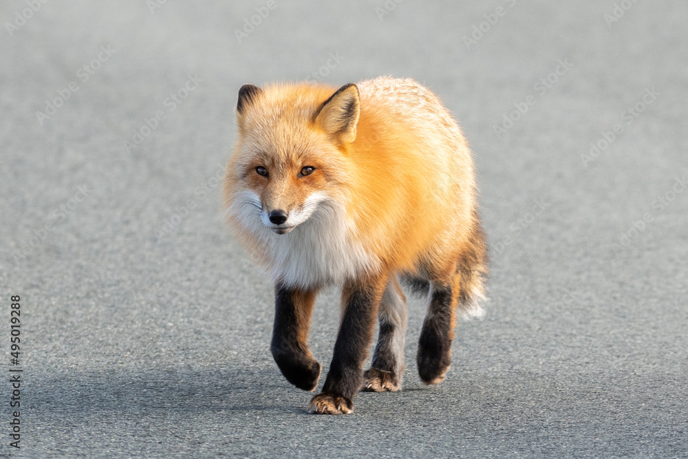A cute young wild true red fox, Vulpes Vulpes, standing on all four ...