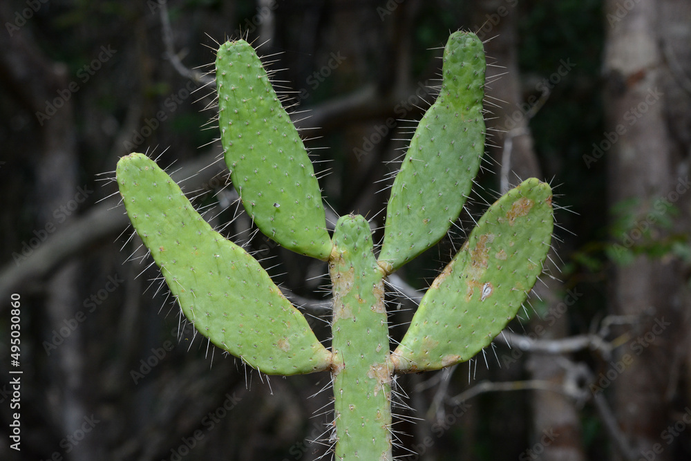 Semaphore pricklypear cactus (Consolea corallicola) in the Florida Keys ...