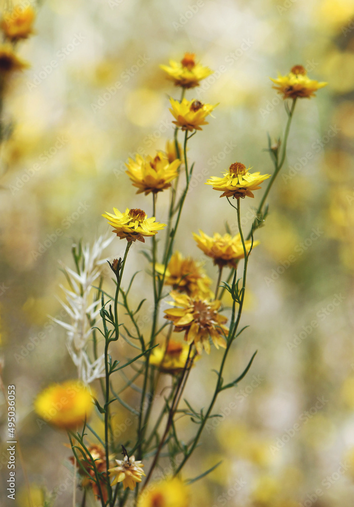 Yellow flowers of the eastern Australian native Sticky Everlasting ...