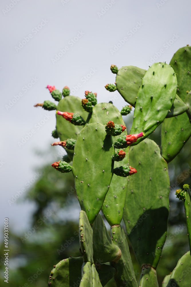 Opuntia cochenillifera (Also called Warm hand, nopal cactus) with a ...