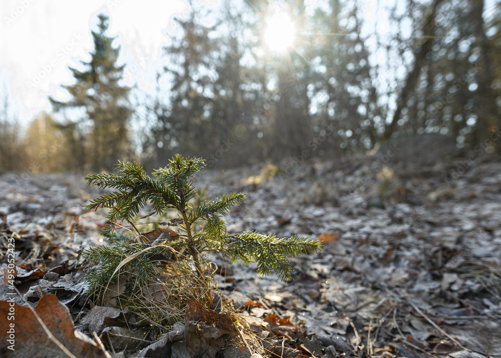 A young spruce tree in forest under the rising sun A cold, frosty ...