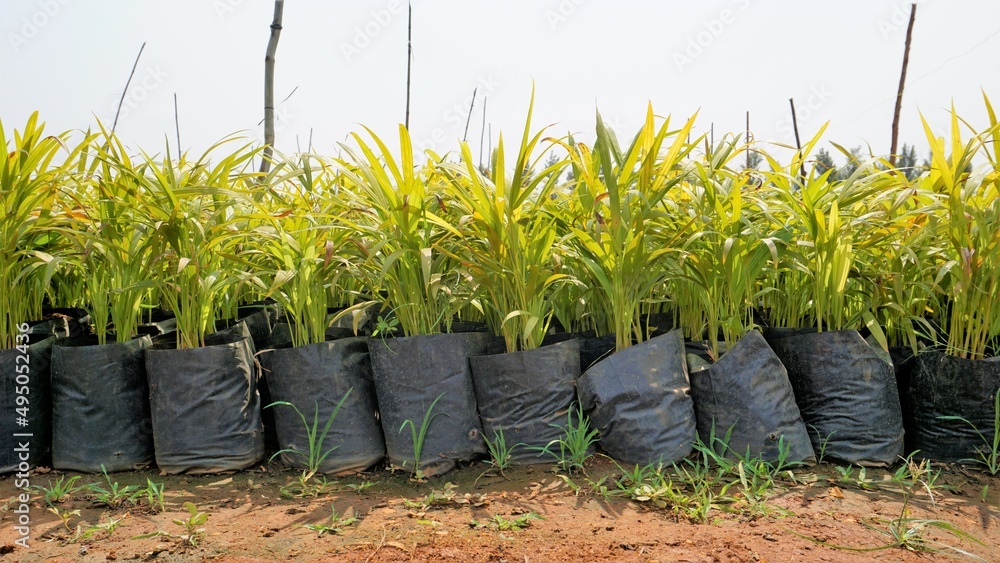 Betel or areca nut plant saplings kept in plastic cover cultivation in ...