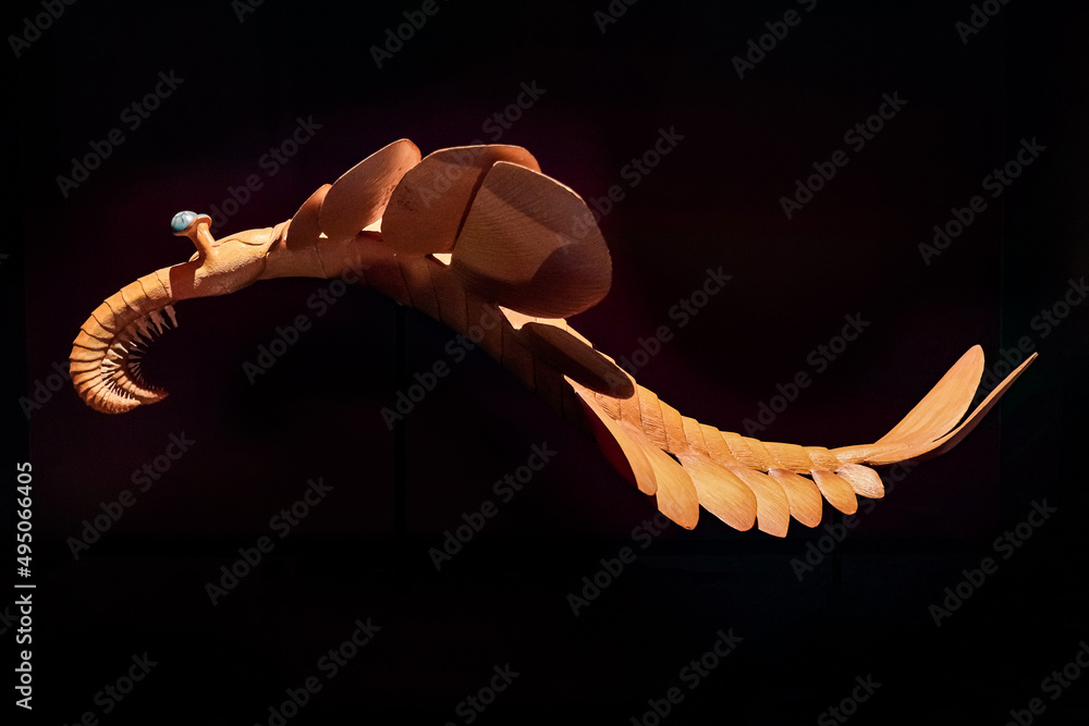 Anomalocaris one of the earliest apex predator during the Cambrian ...