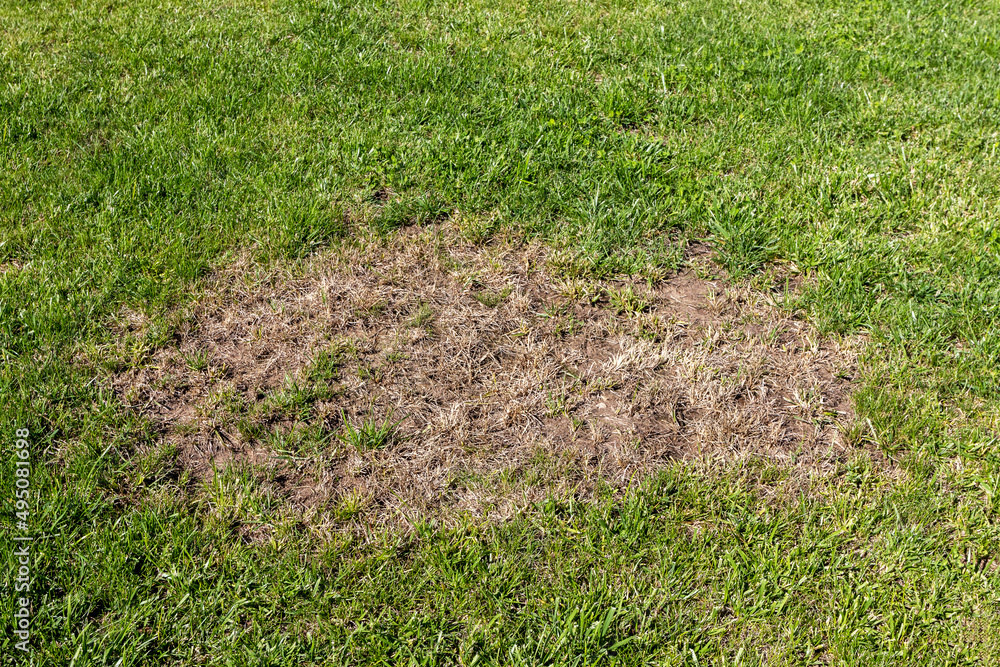 Chemical burn of the lawn caused by excessive use of herbicides in the ...