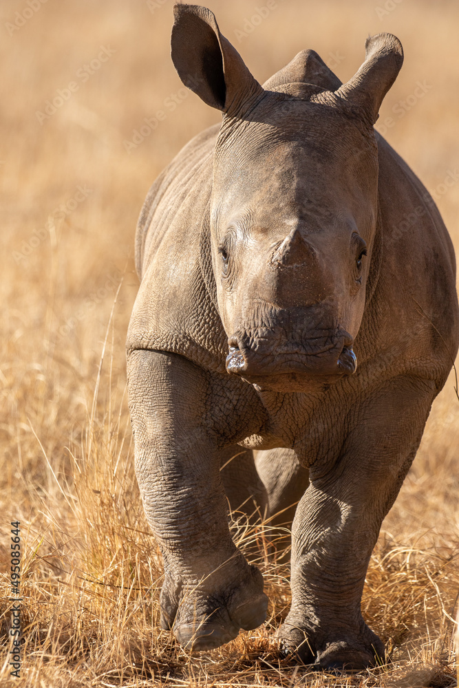 Cute White Rhino Calf, South Africa Stock Photo | Adobe Stock
