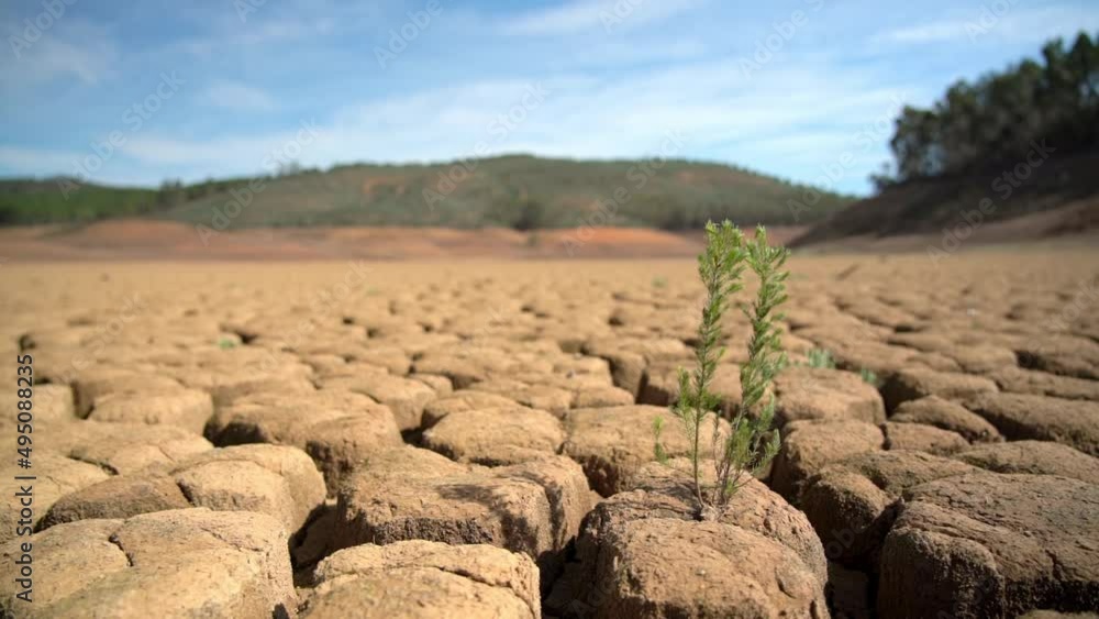 Surviving green plant on sandy dry soil during drought climate ...
