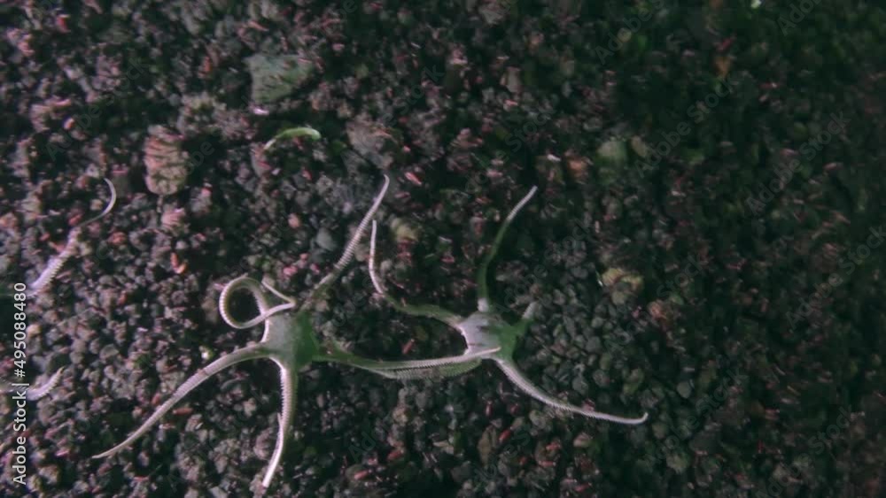 Underwater video in cold clear water of the Southern Ocean in ...
