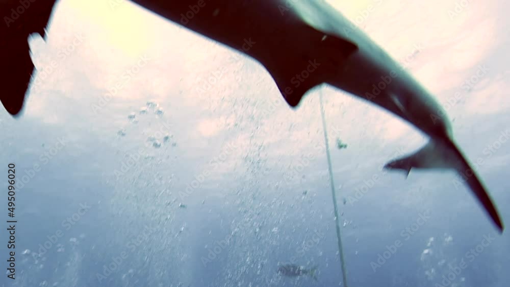 People with pack of sharks in school of fish in underwater marine ...