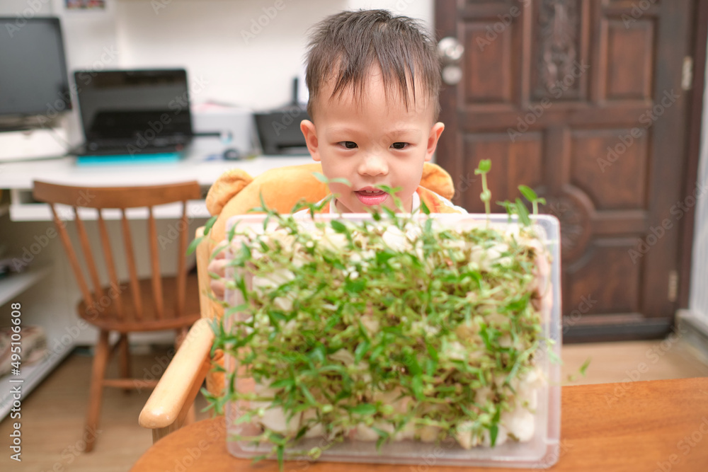Homeschooling, Cute Asian kindergarten boy child growing bean sprouts ...