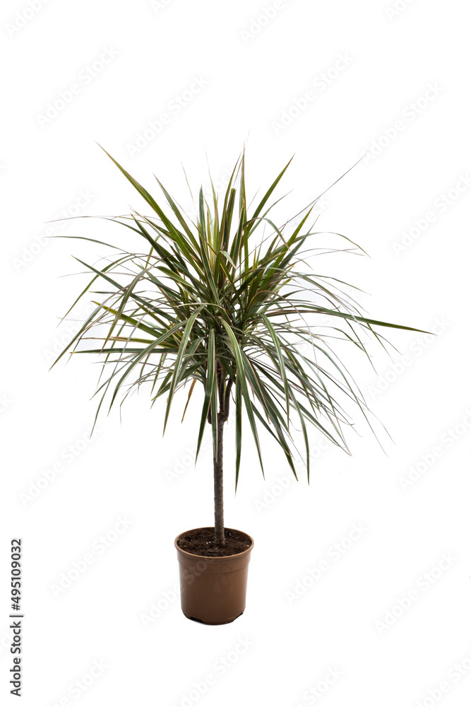 Dracena Marginata or Dragon Tree Plant - houseplant in pots on a white ...