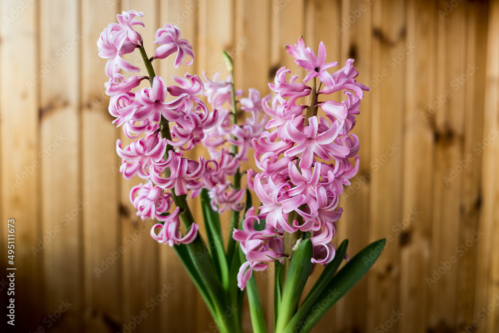 Hyacinth flowers, close-up, bright, beautiful, you can see the pistil ...