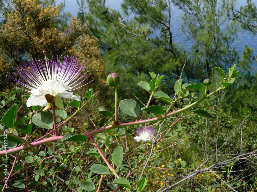 The caper bush (known also as Flinders rose), flower, edible flower ...