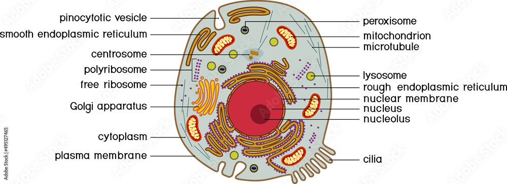 Animal cell structure. Educational material for biology lesson Stock ...