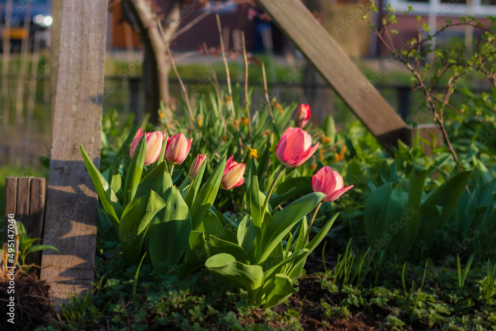 First tulips growing in the garden, early spring flowers with fresh and ...