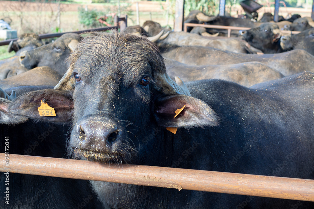 Mediterranea Italiana buffalo raised on Italian cheese farm for ...
