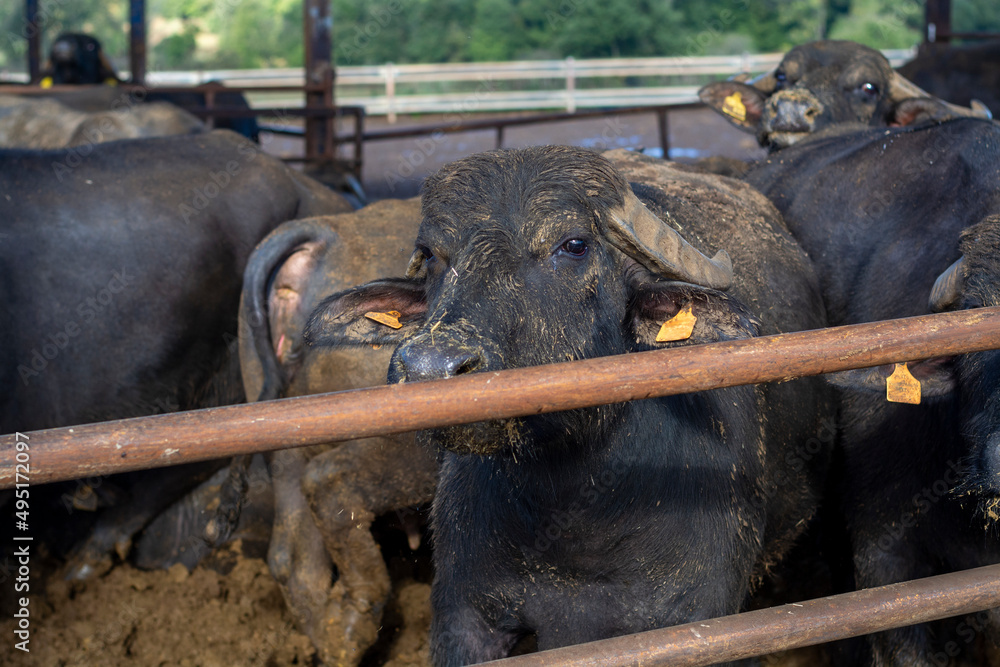 Mediterranea Italiana buffalo raised on Italian cheese farm for ...