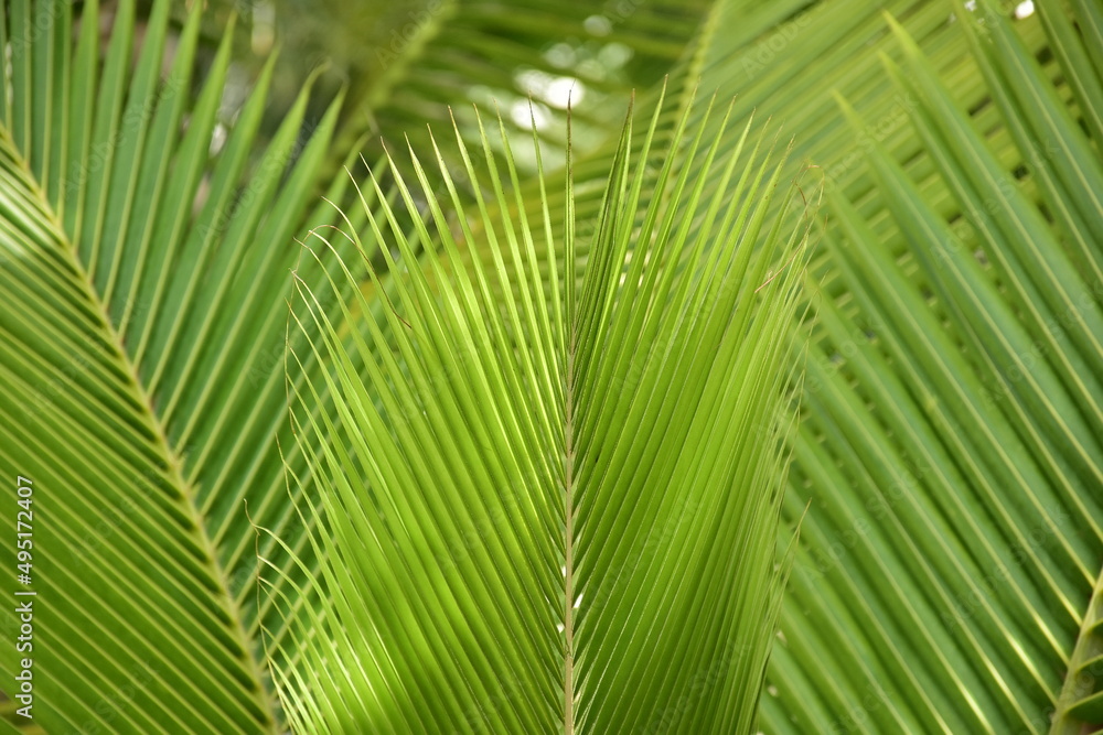 Textura de palma Stock Photo | Adobe Stock