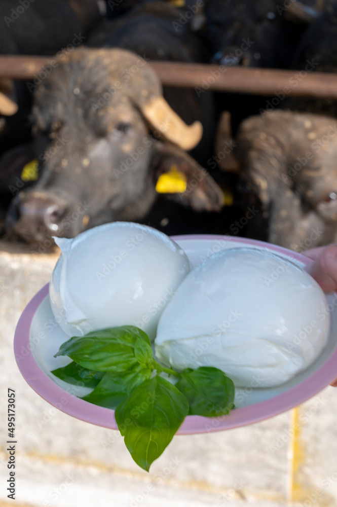White balls of Italian soft cheese Mozzarella di Bufala Campana and ...