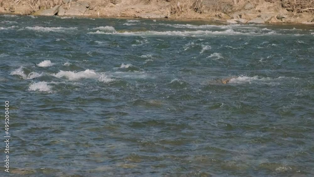 Stone skipping on water. Throwing a small flattened rock bouncing off ...