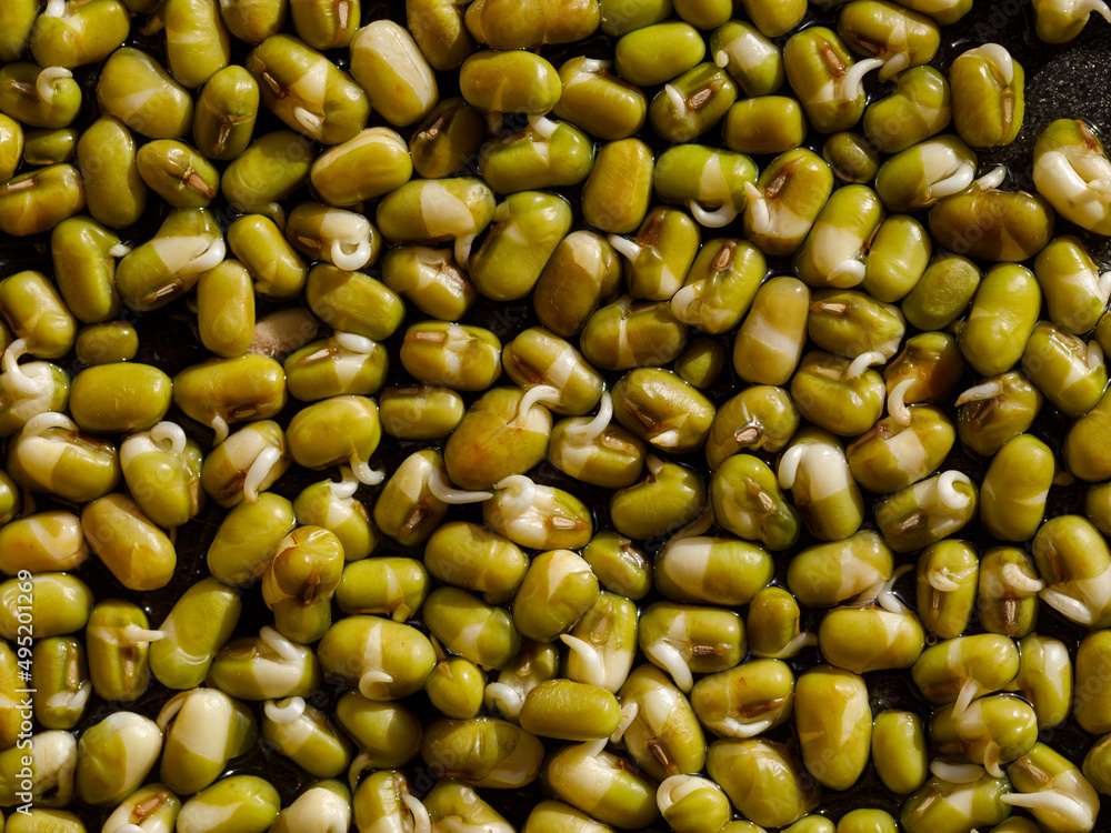 Mung bean sprouts. Sprouting Microgreens. Seed Germination at home ...